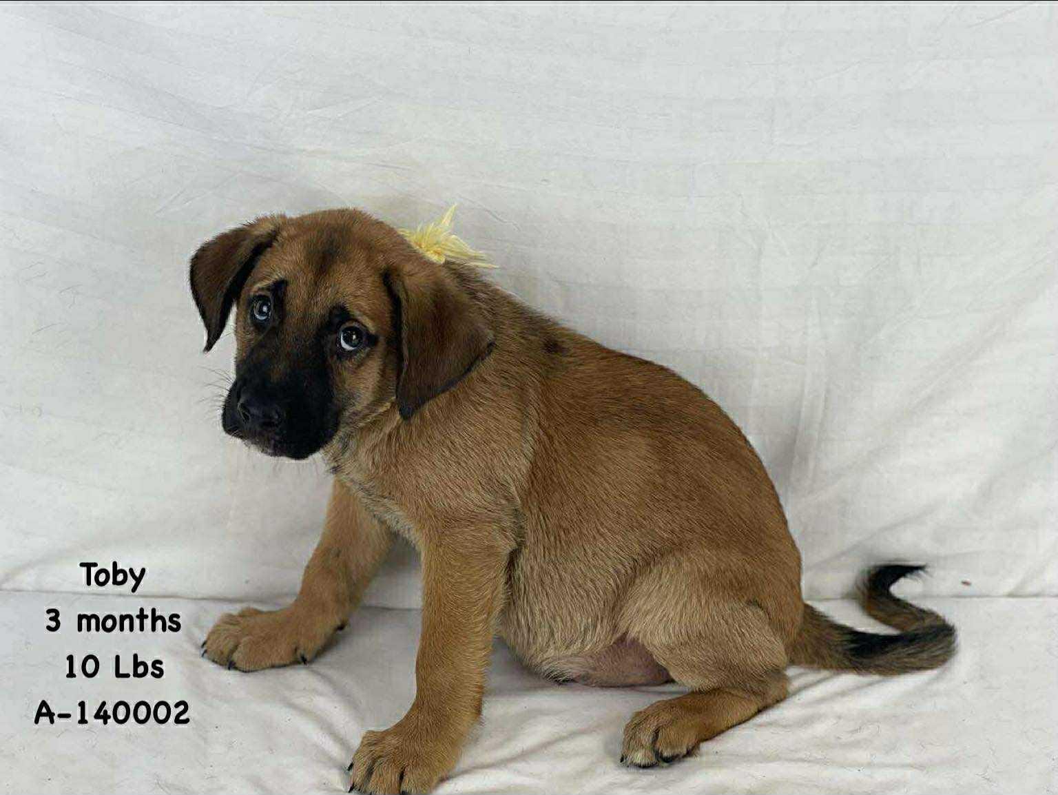 Adopt Toby the Shepherd Mix Puppy Today - Find Paw Pal