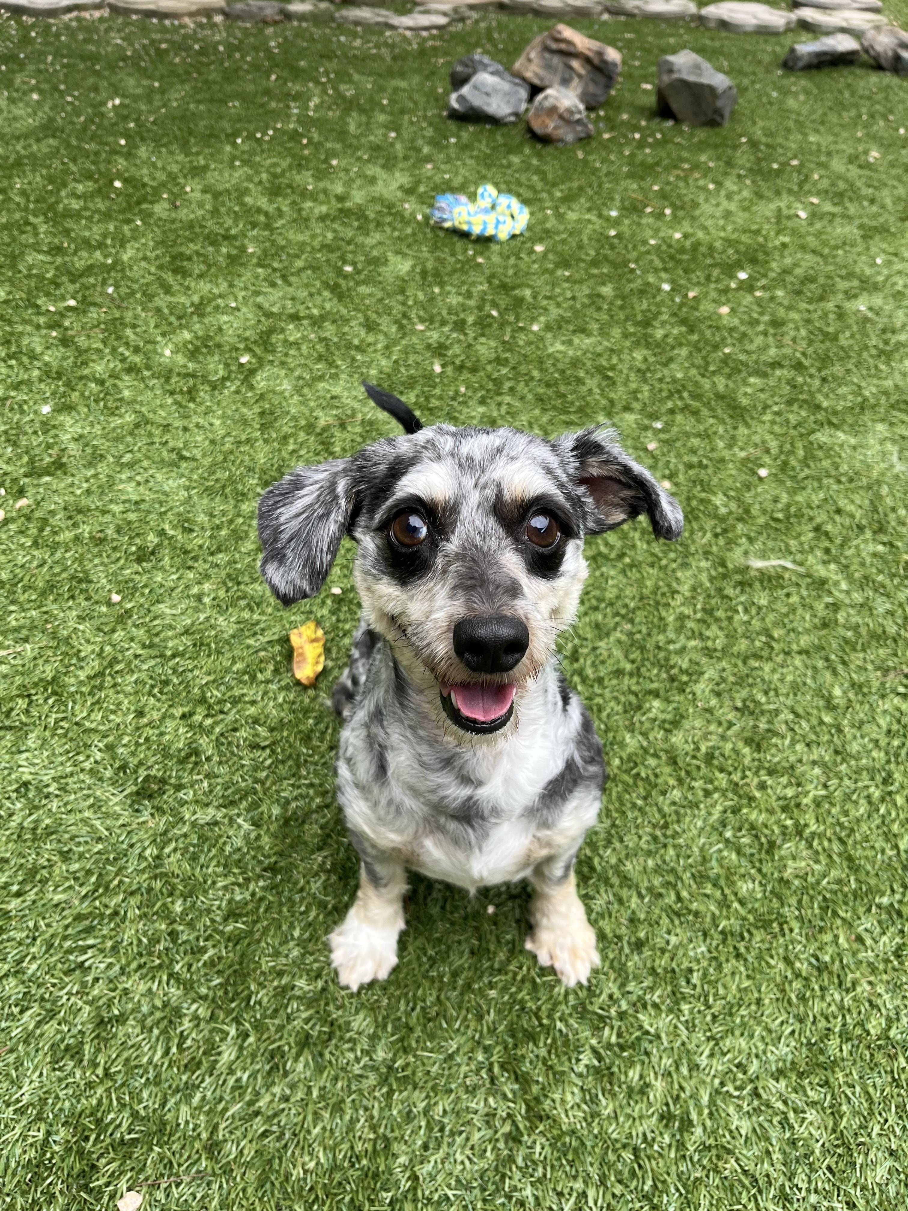 Adopt Sir Duke Today - Pets TheCountyOffice