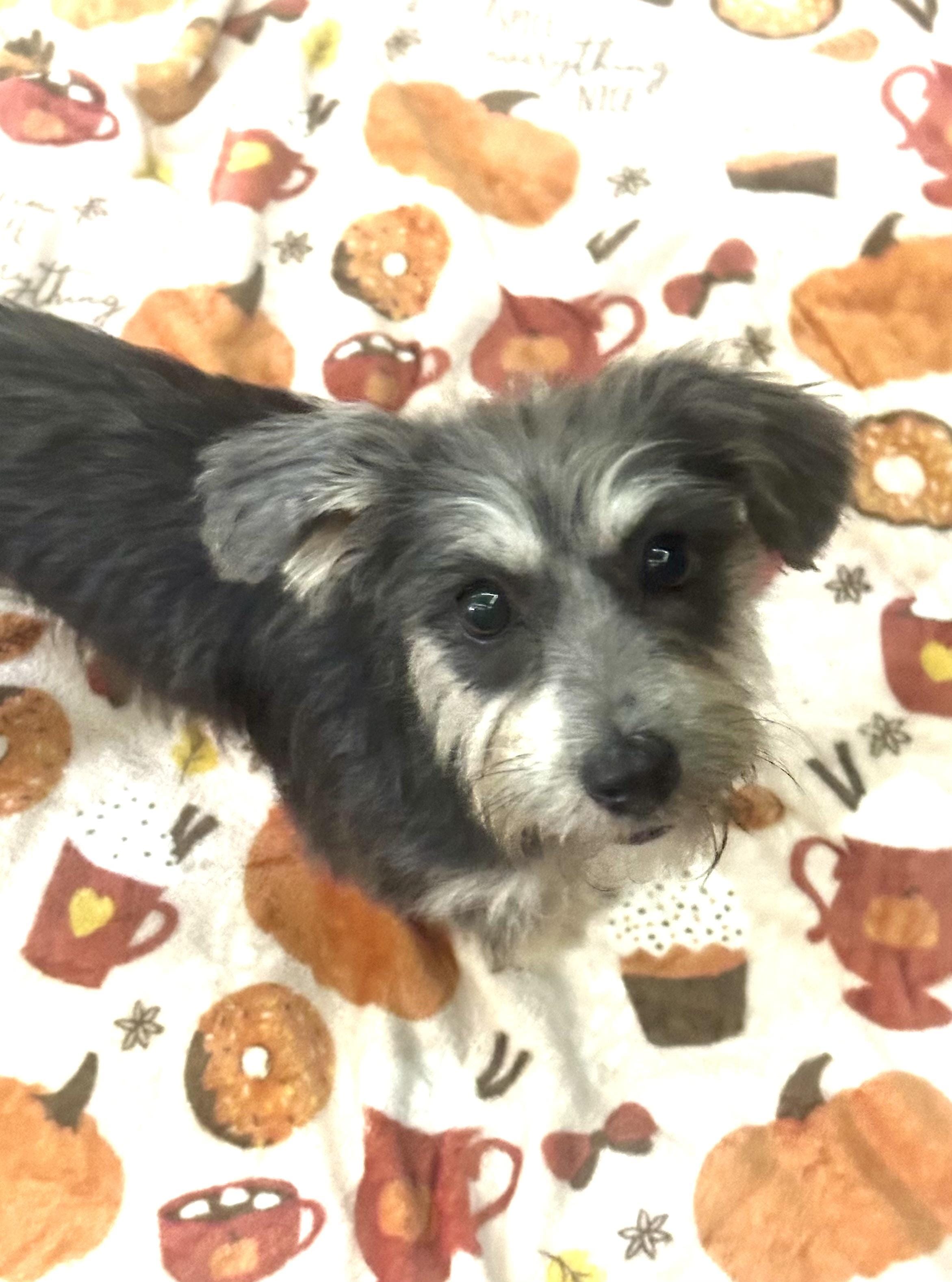 Adopt Maxine Today - Find Paw Pal