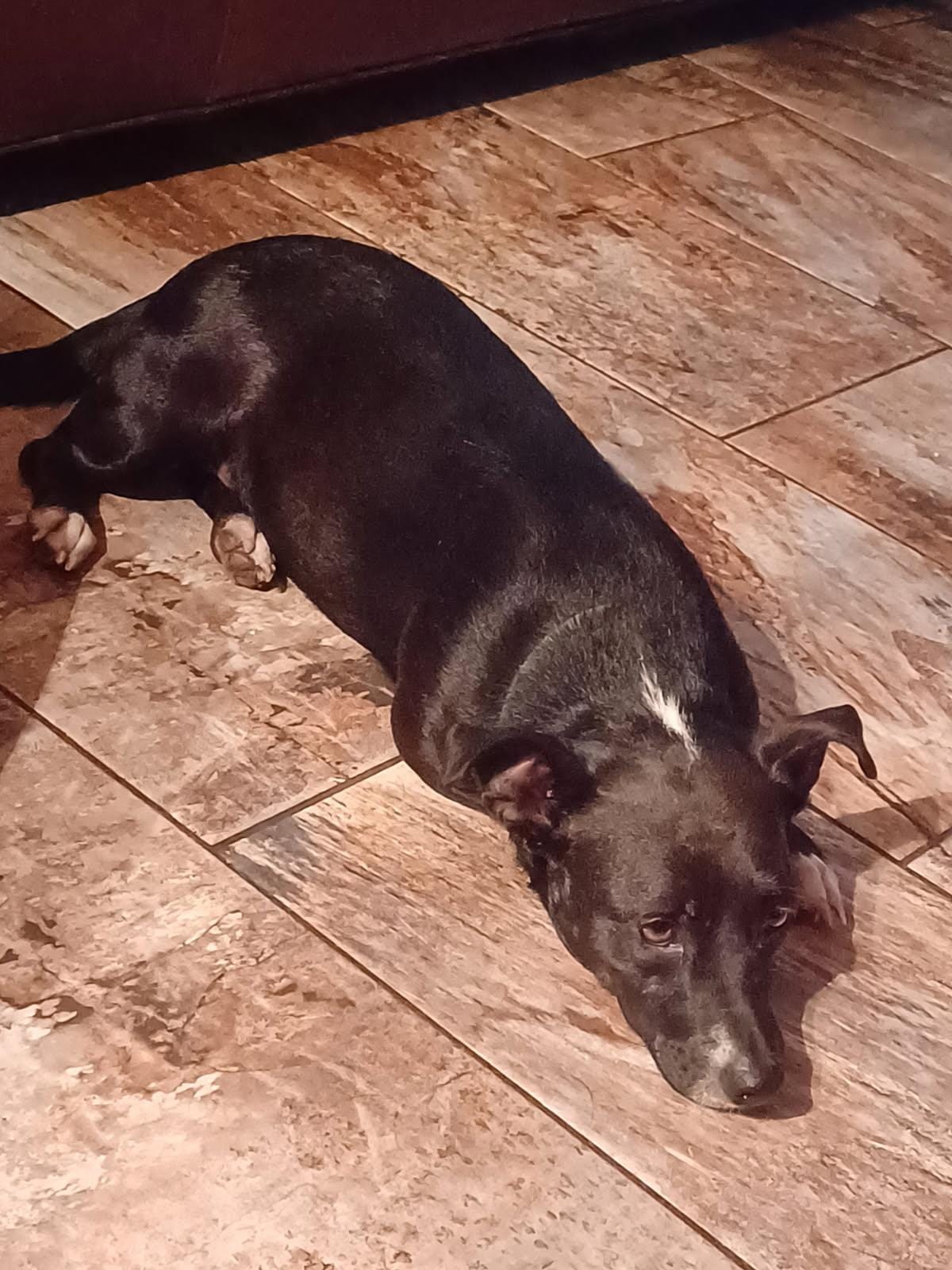 Adopt Betty Boop Today - Pets TheCountyOffice