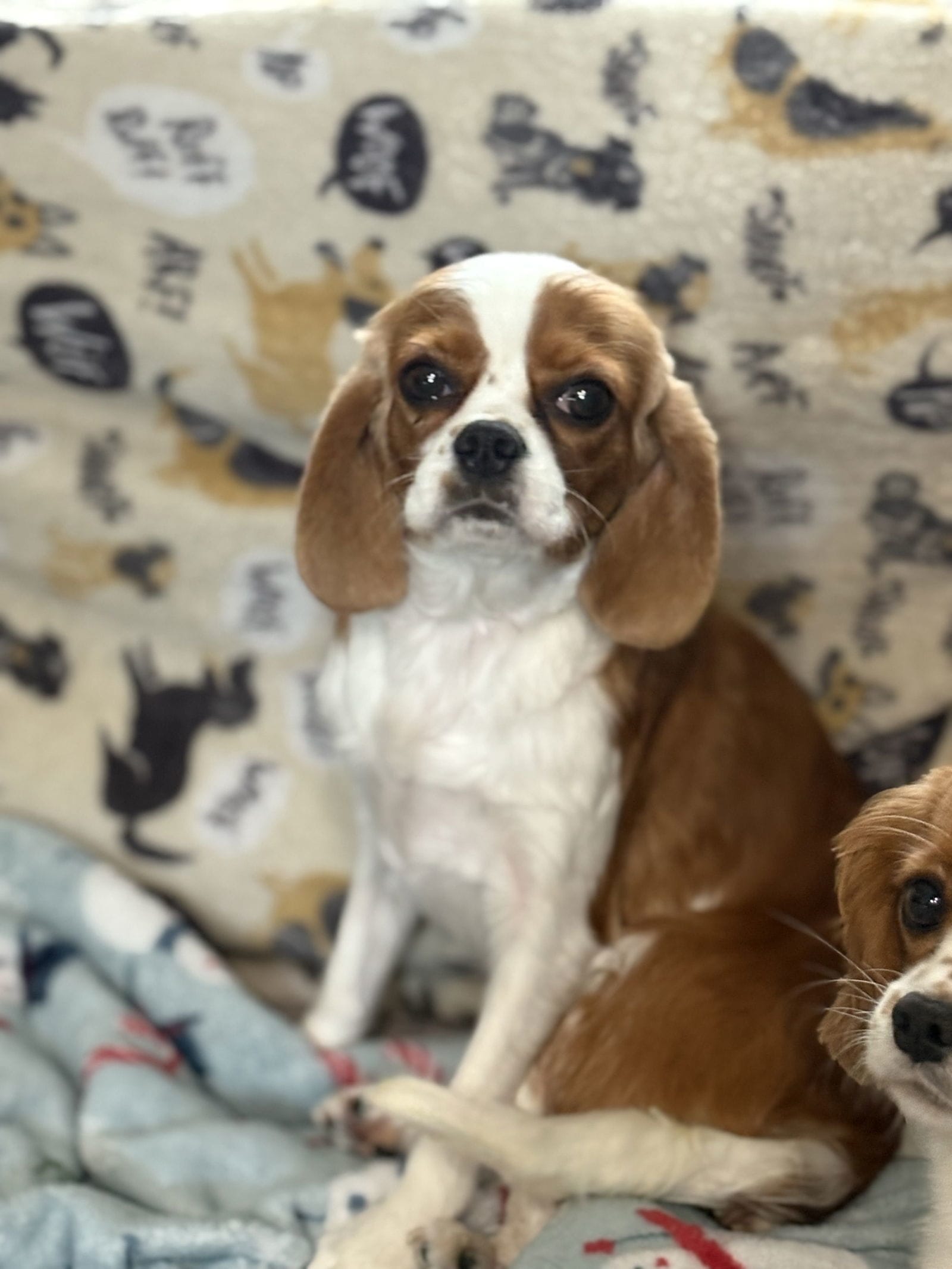 Adopt Jewel Today - Pets TheCountyOffice