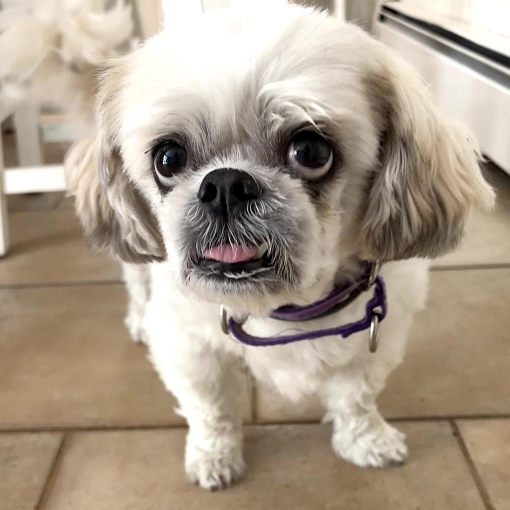 Adopt Gibby Today - Pets TheCountyOffice