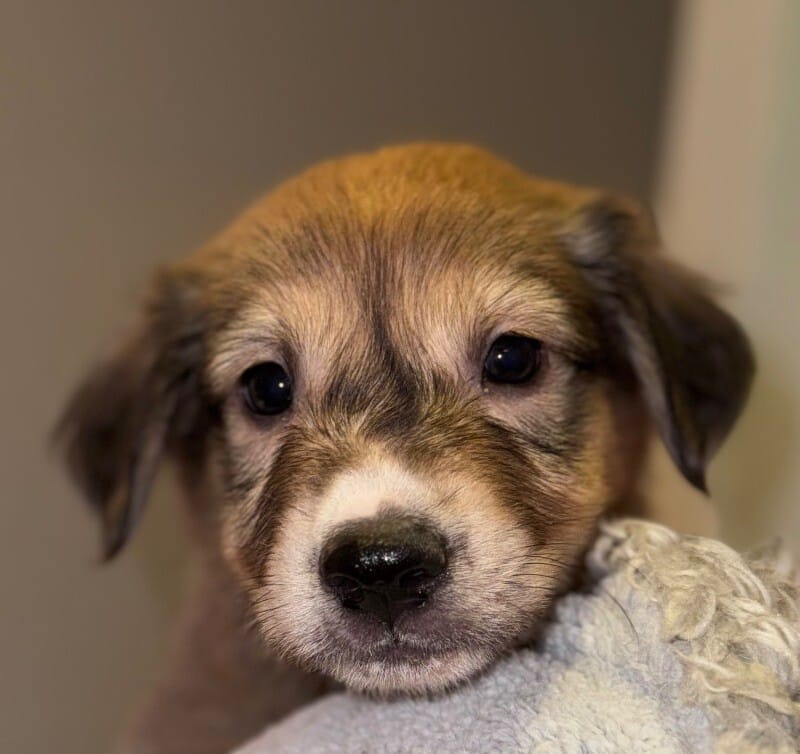 Adopt Fanta Today - Pets TheCountyOffice