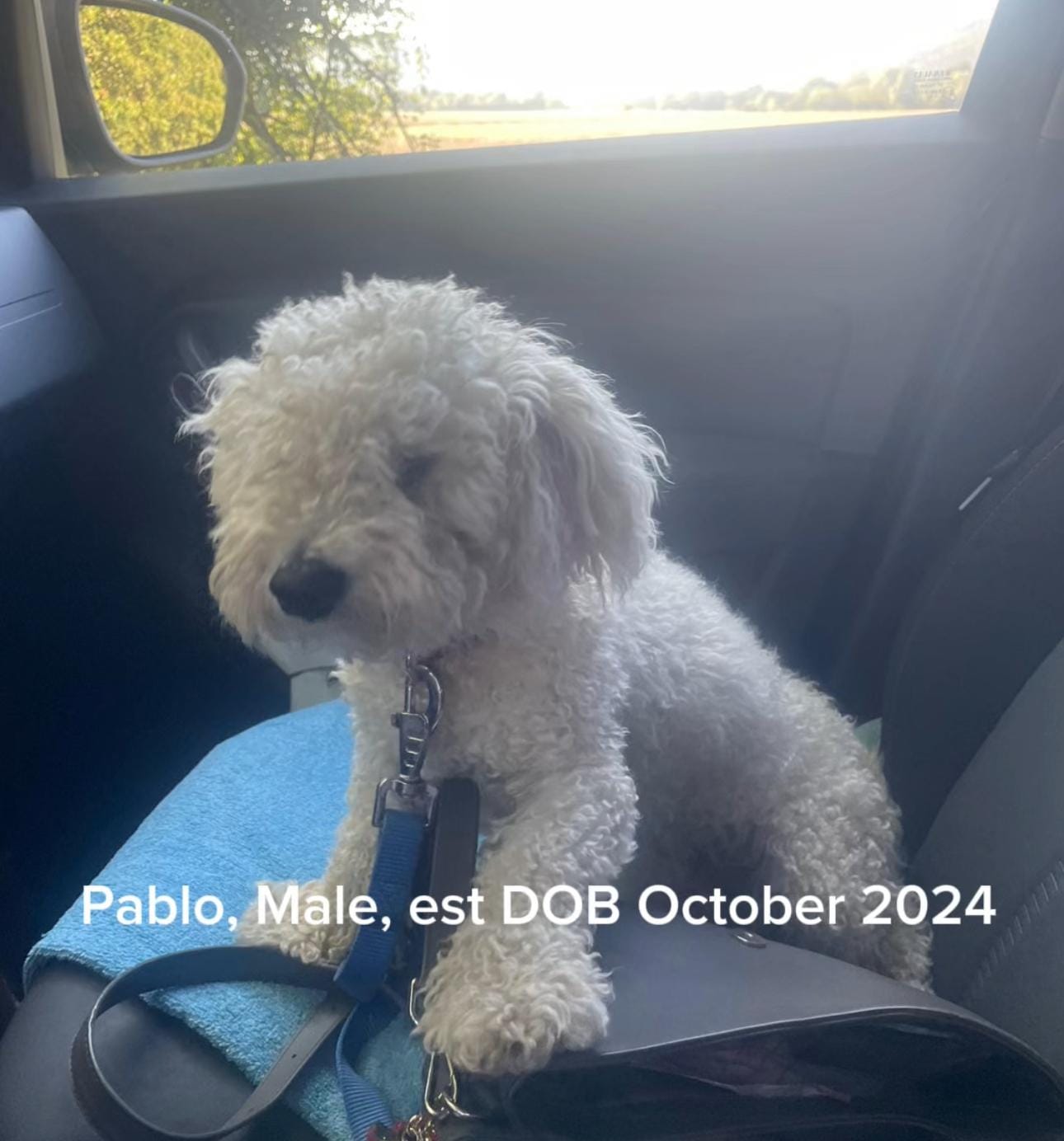 Adopt Bobbi Pablo Today - Pets TheCountyOffice