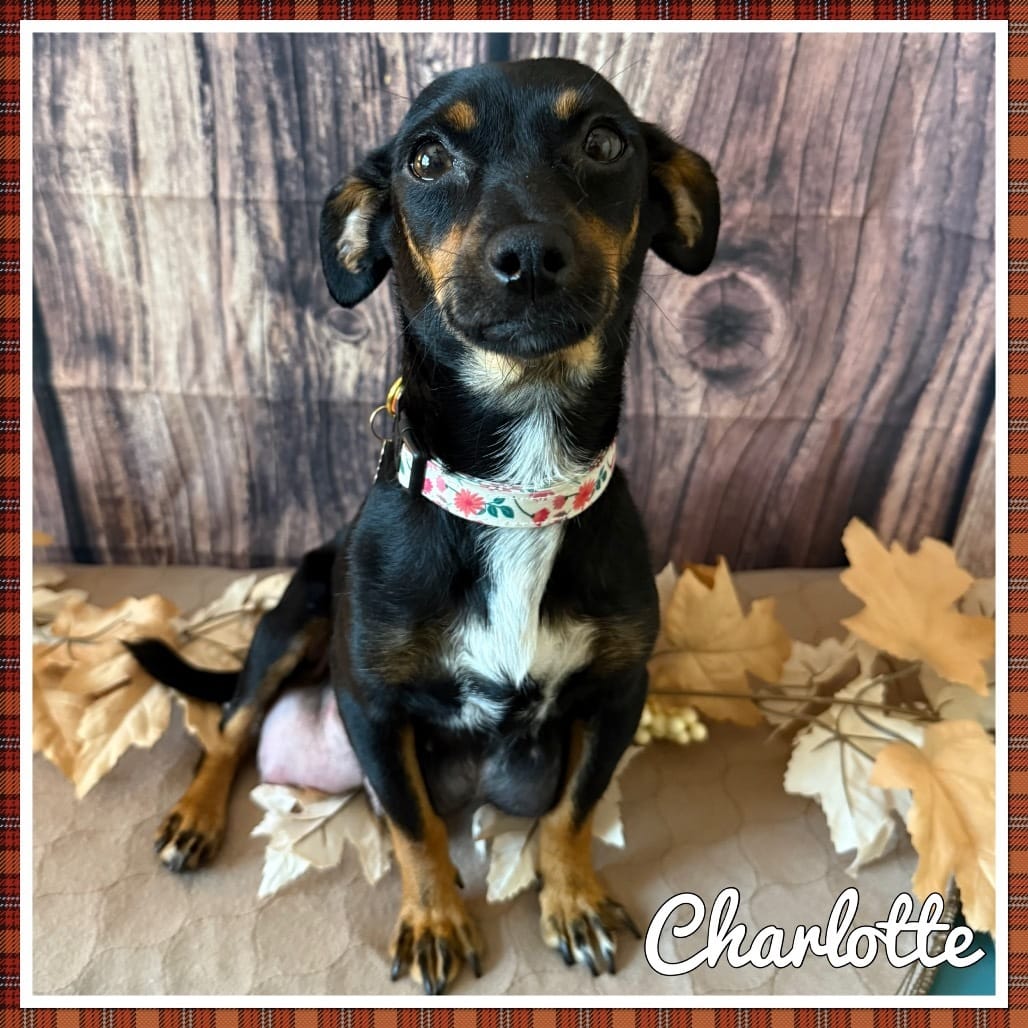 Adopt Charlotte Today - Find Paw Pal