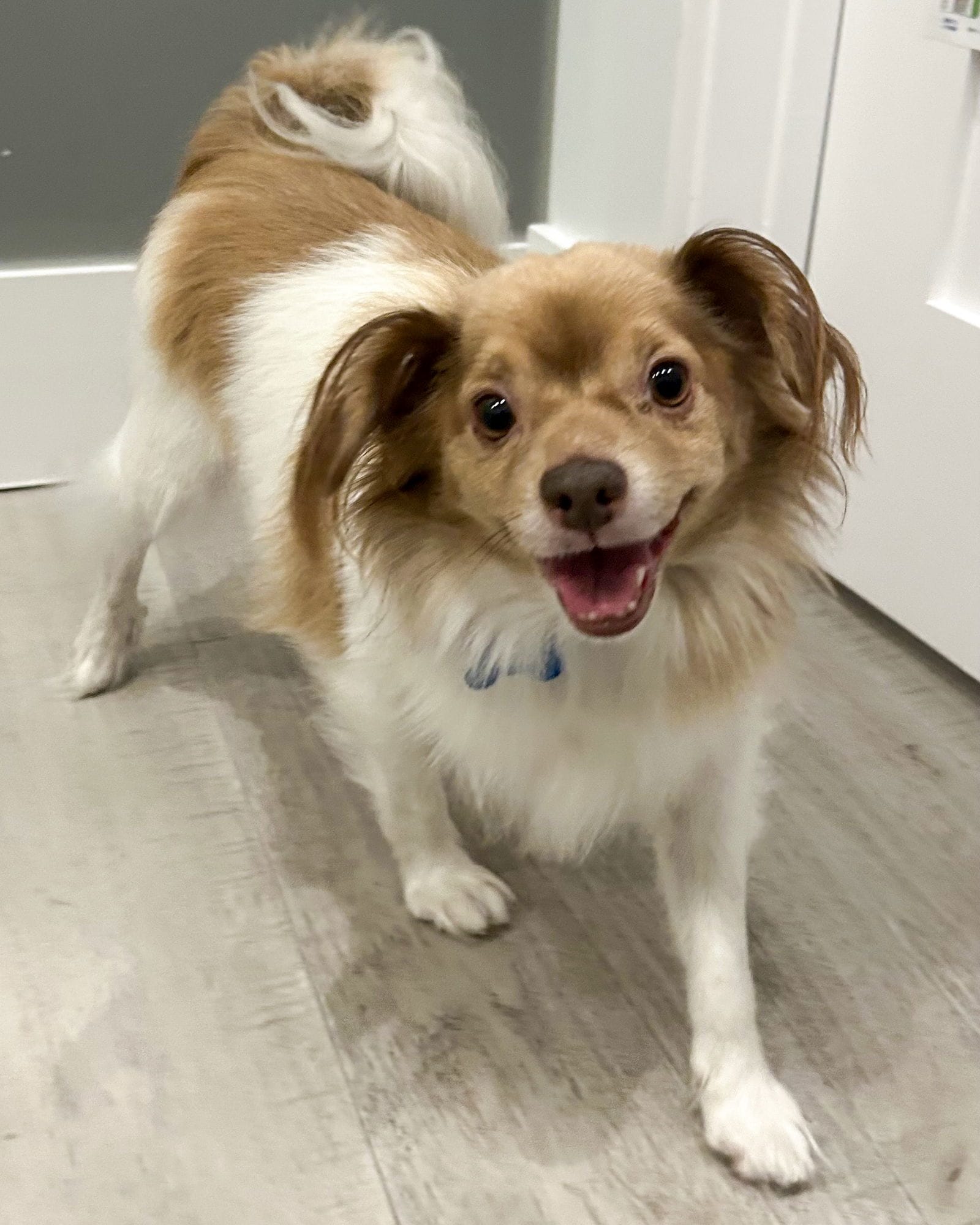 Adopt Cocoa Bean Today - Find Paw Pal