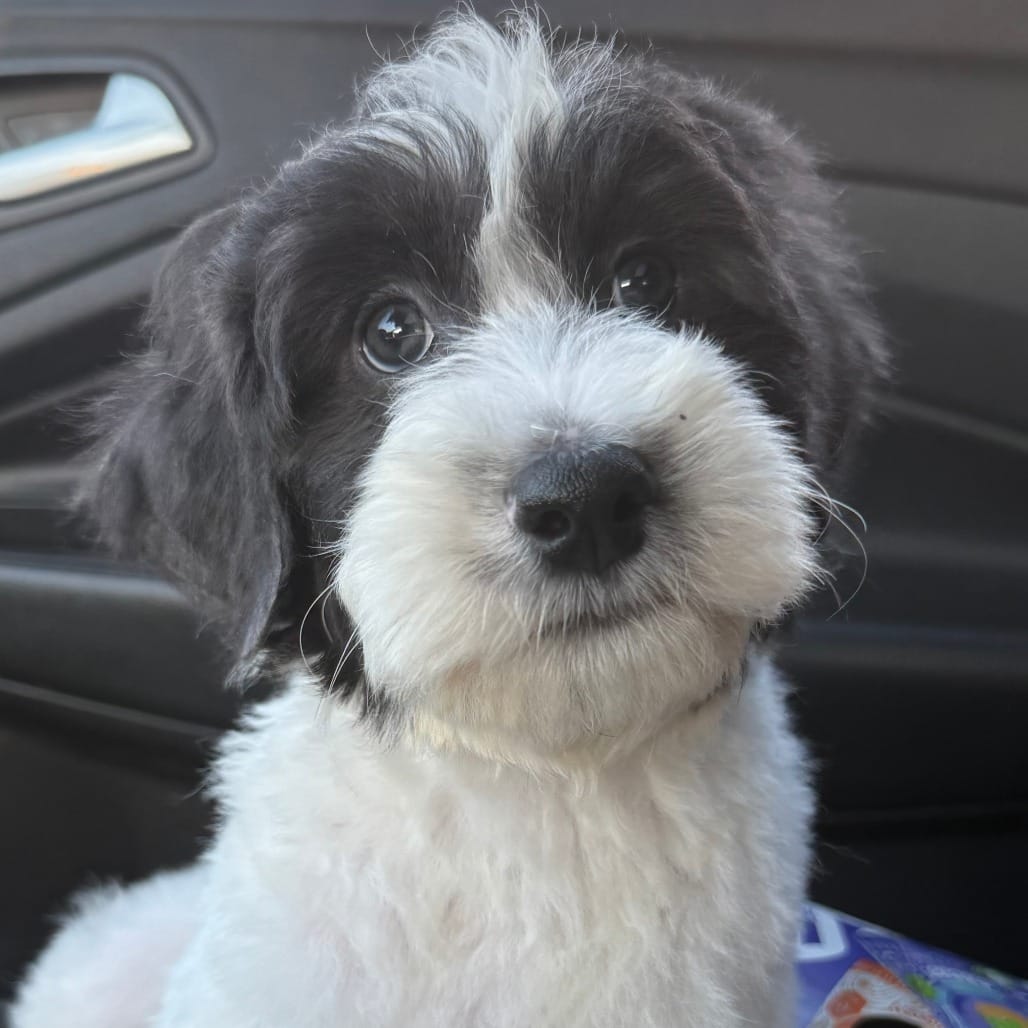 Adopt Shaun The Sheep Today - Pets TheCountyOffice