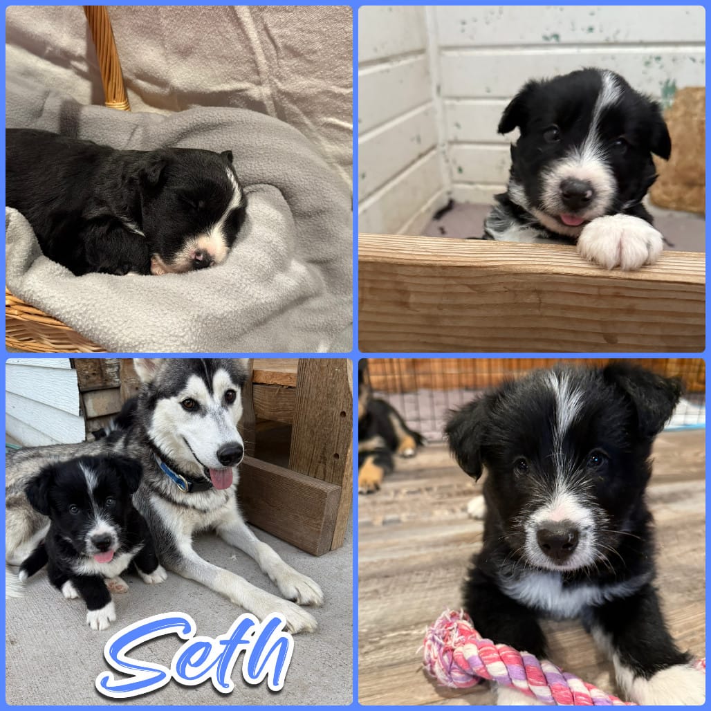 Adopt Seth Today - Pets TheCountyOffice