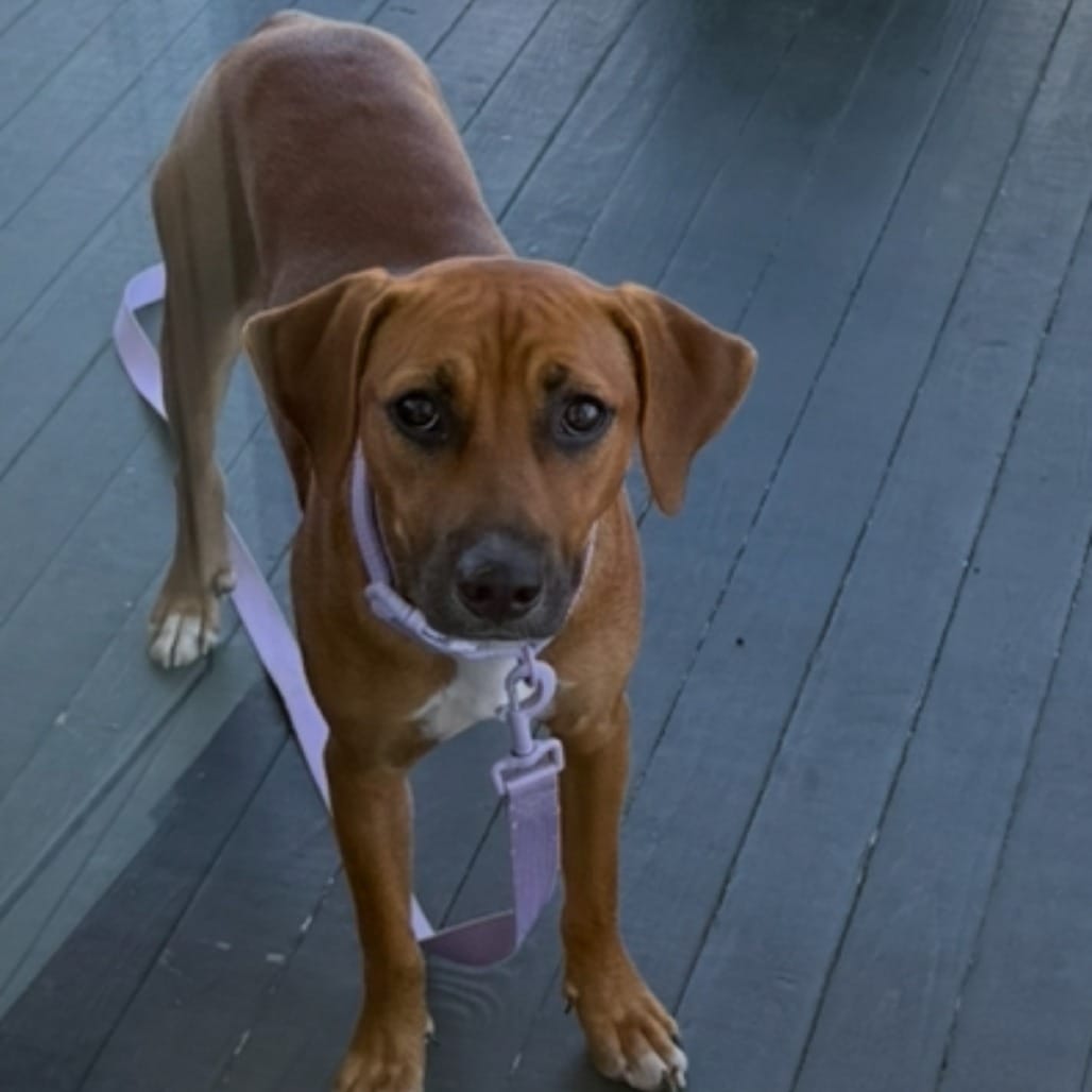 Adopt Boba Girl Today - Pets TheCountyOffice