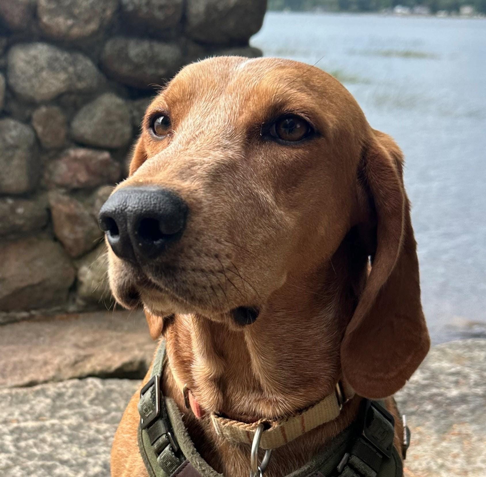 Adopt Maple Dixie (fka Dixie Erinne) ~ Local Lady ~ Calling all Hound ...