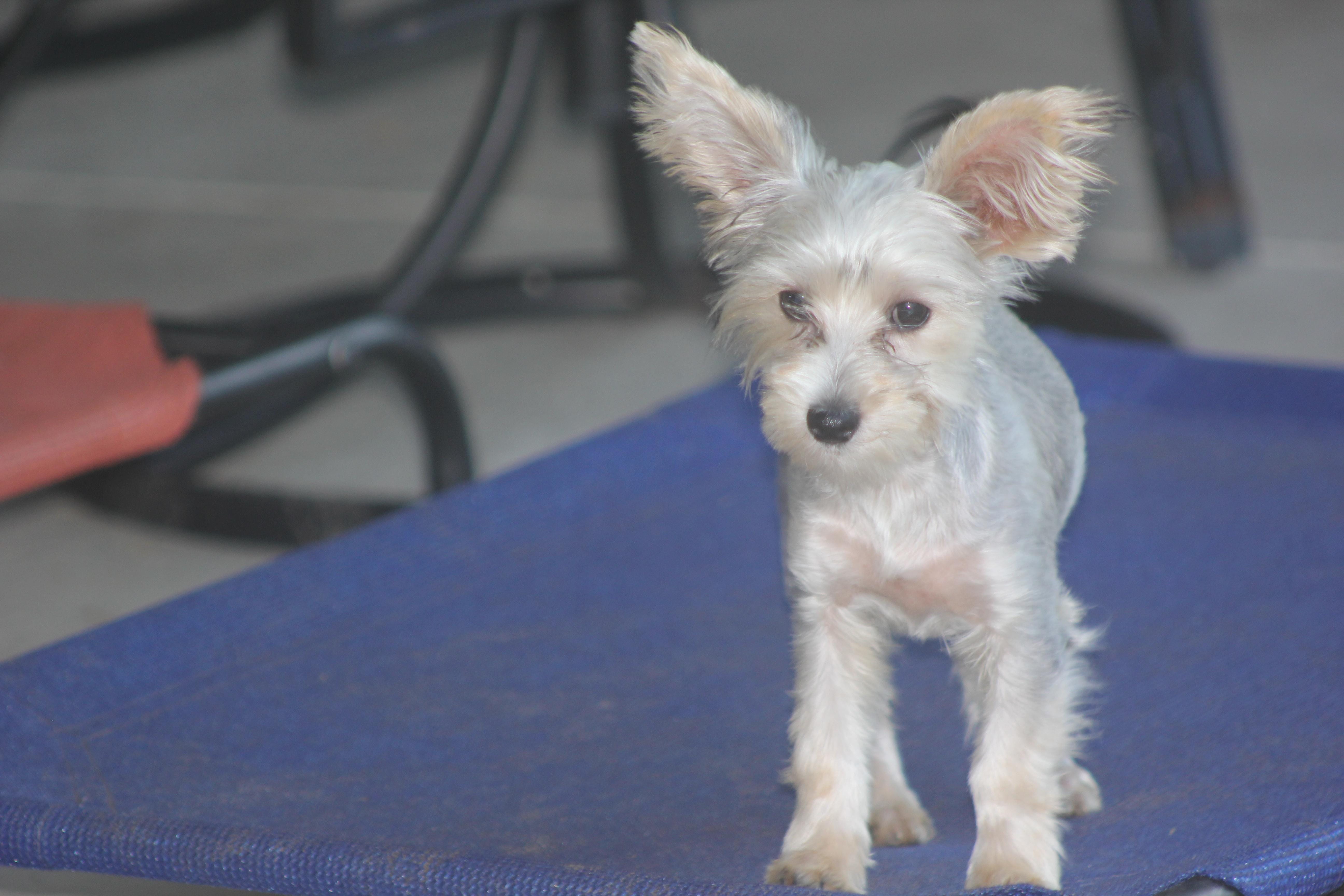 Adopt Livia Today - Pets TheCountyOffice