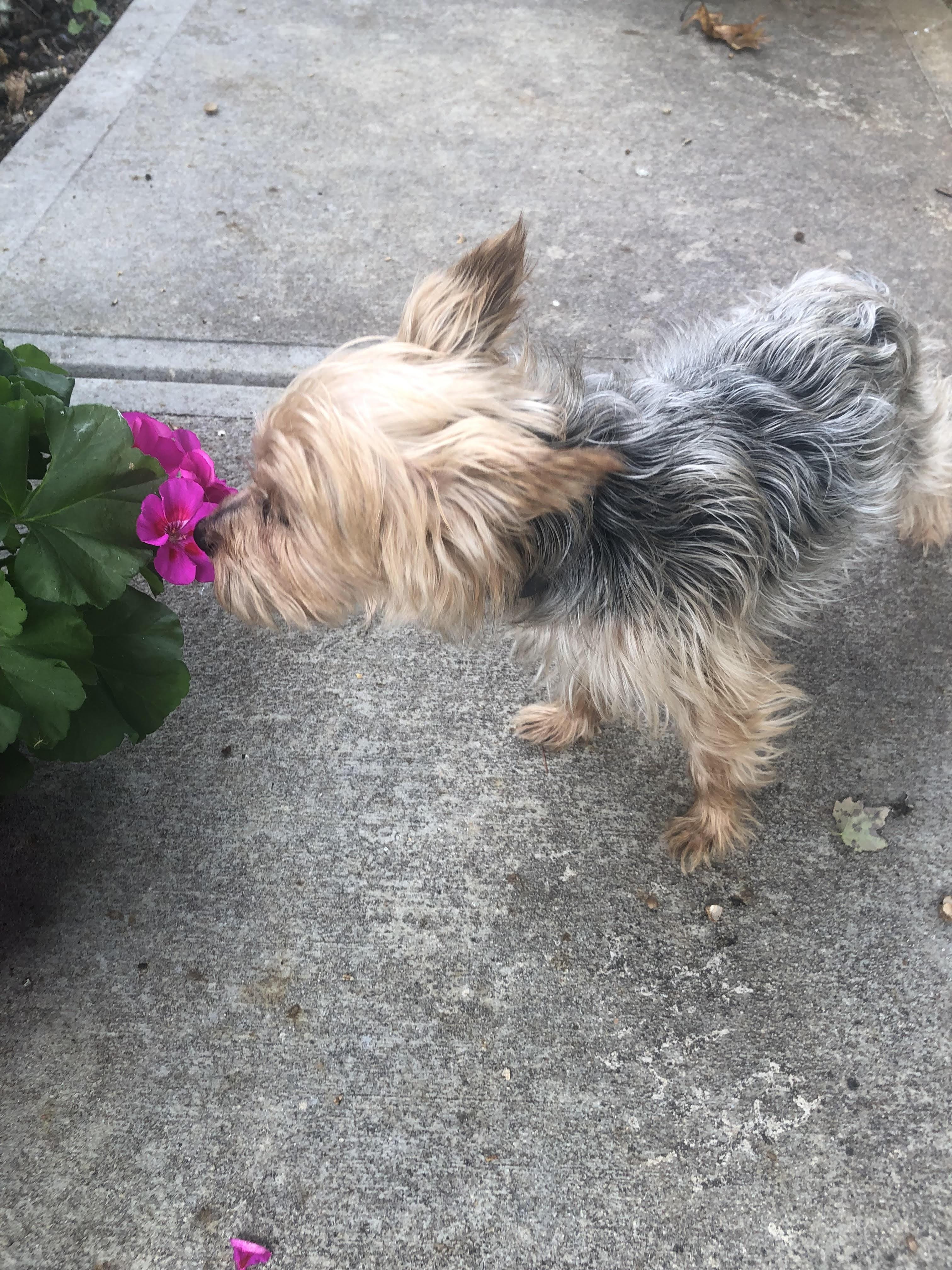 Adopt Peter Gabriel Today - Pets TheCountyOffice