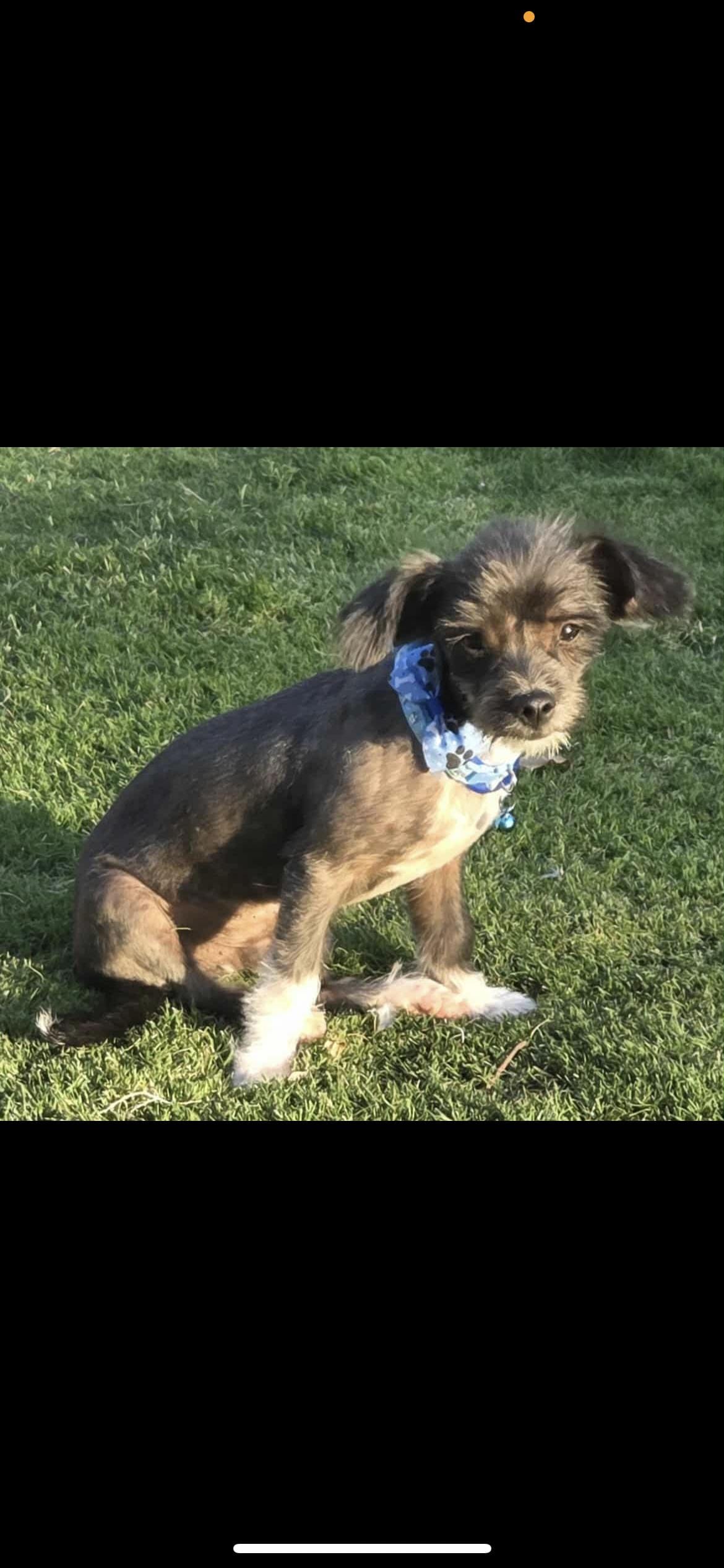 Adopt Willy Today - Pets TheCountyOffice