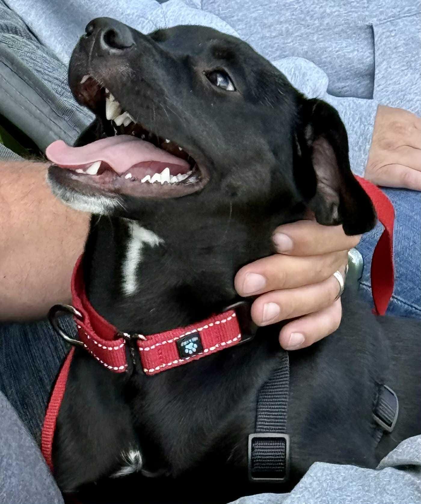 Adopt Tipsy Today - Pets TheCountyOffice