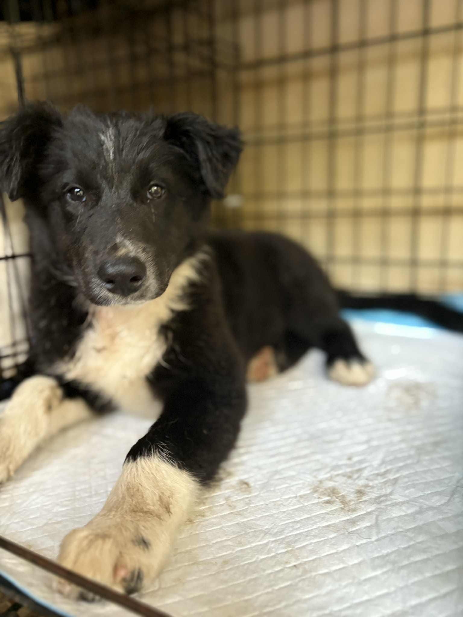 Adopt Smooth Operator Today - Pets TheCountyOffice