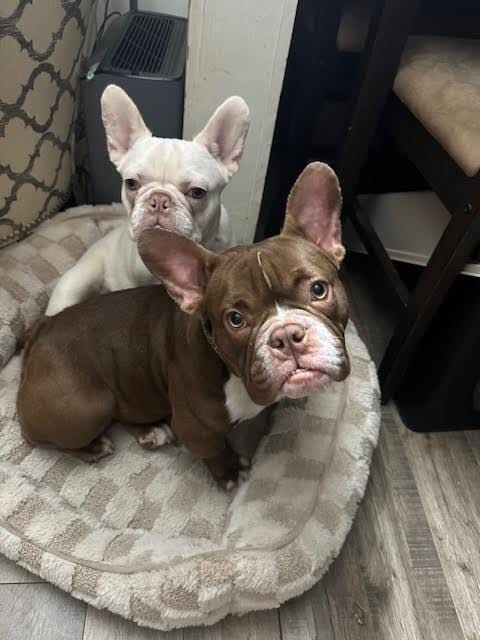Adopt Mabel Today - Pets TheCountyOffice