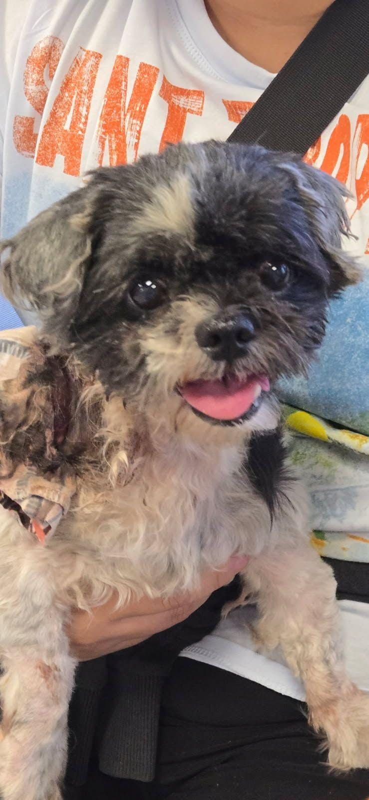 Adopt Freya Today - Pets TheCountyOffice