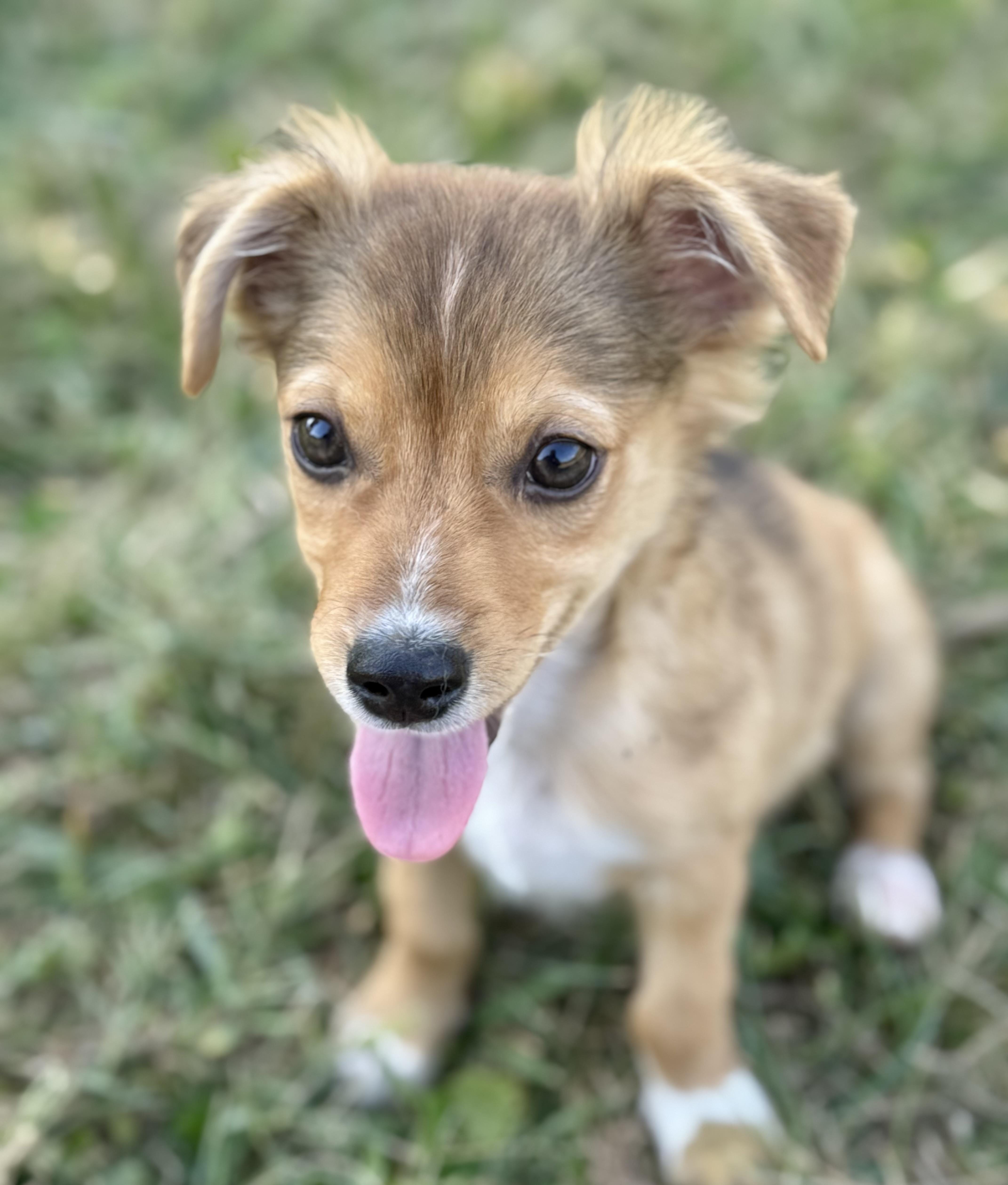 Adopt AXL Today - Find Paw Pal