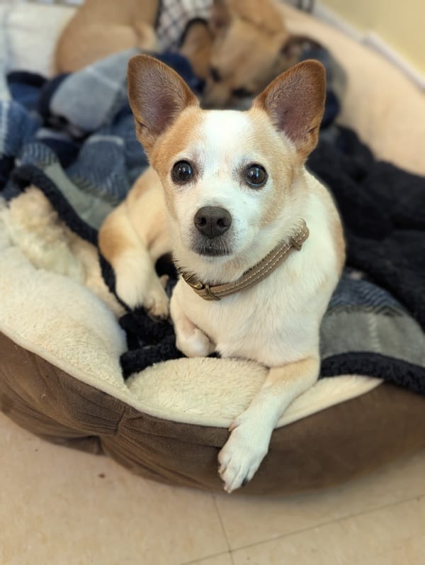 Adopt Tadpole Today - Pets TheCountyOffice