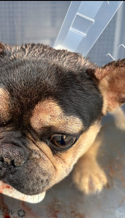 Adopt Jolly Roger Today - Pets TheCountyOffice