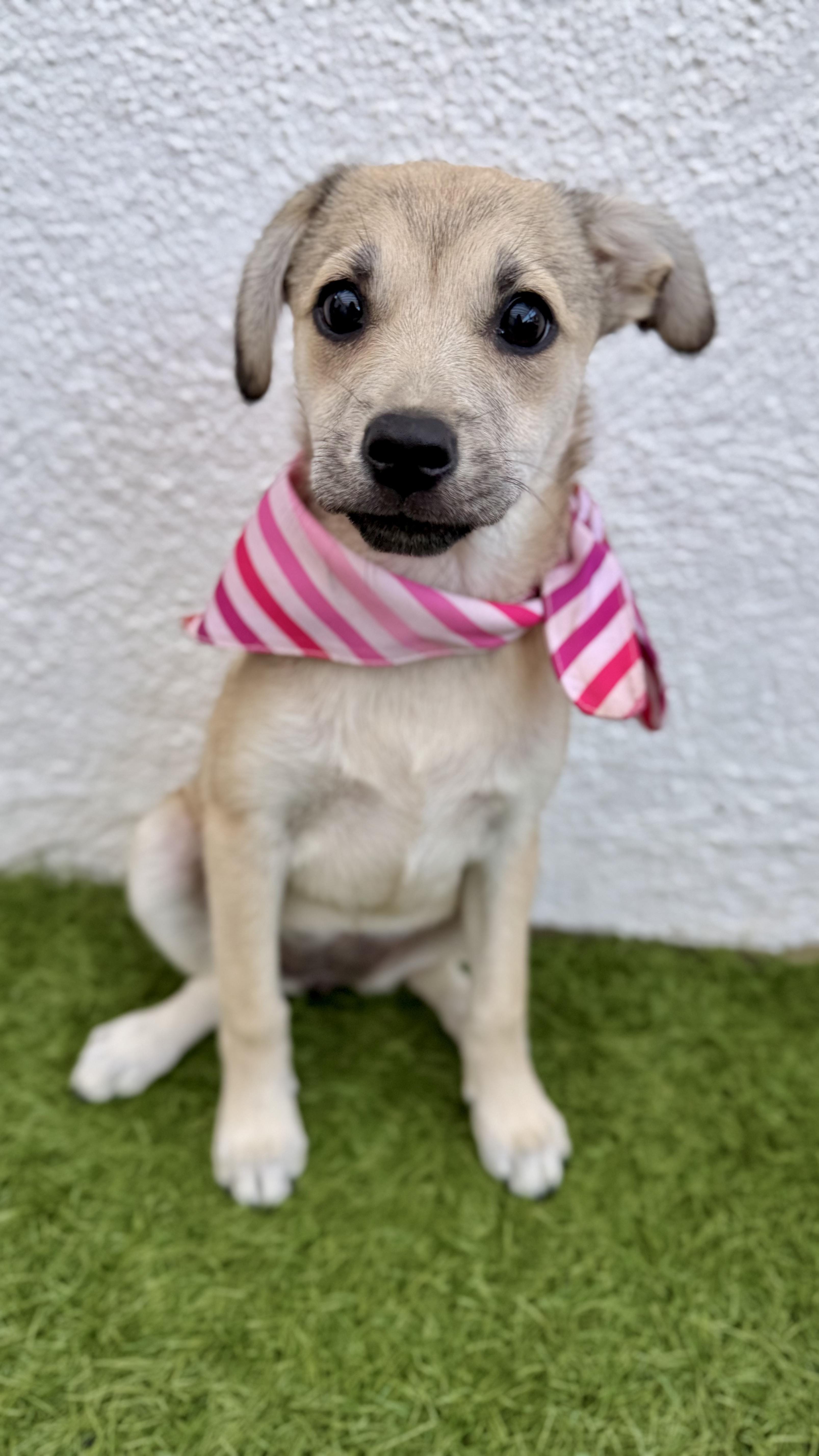 Adopt FIFI Today - Pets TheCountyOffice