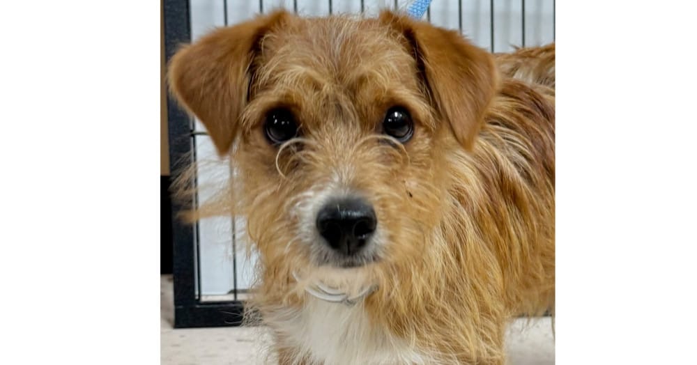 Adopt BANJO Today - Pets TheCountyOffice