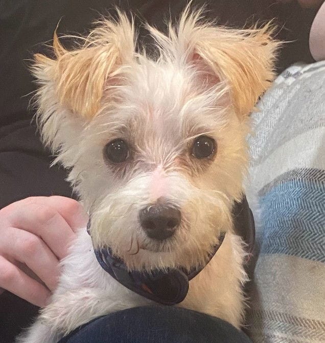 Adopt Chili Today - Pets TheCountyOffice