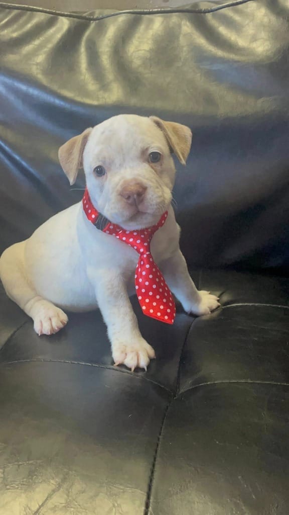 Adopt Fletcher Today - Find Paw Pal