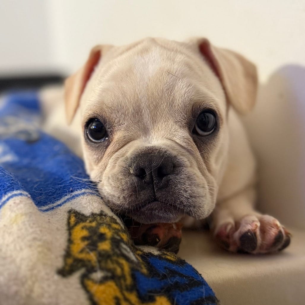 Adopt Grundo Today - Pets TheCountyOffice