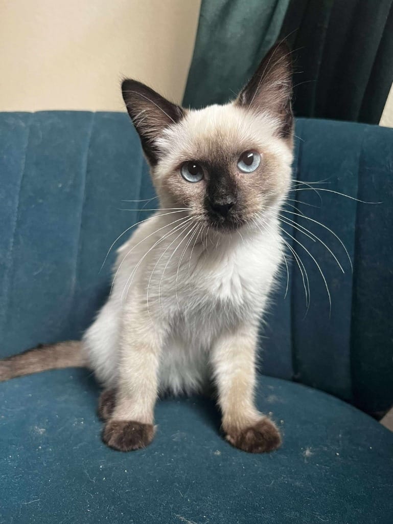 Adopt Mantis Today - Pets TheCountyOffice