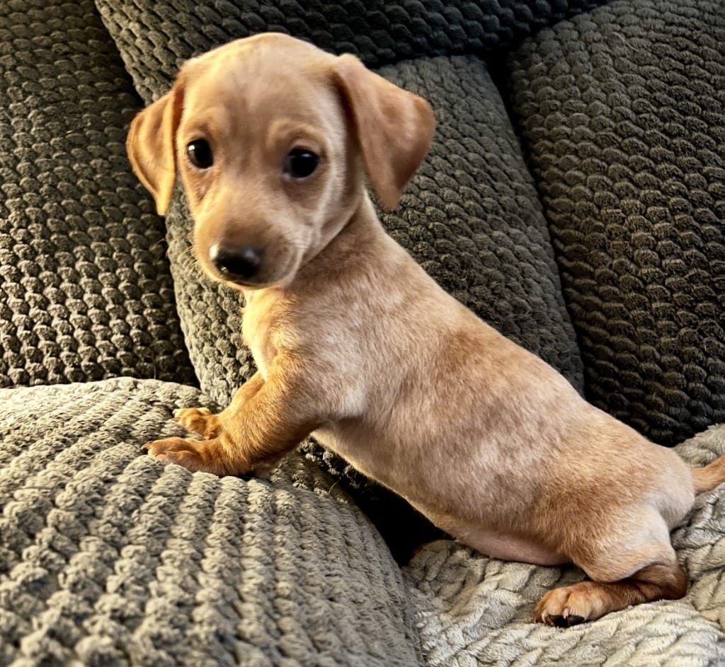 Adopt Noah Today - Pets TheCountyOffice