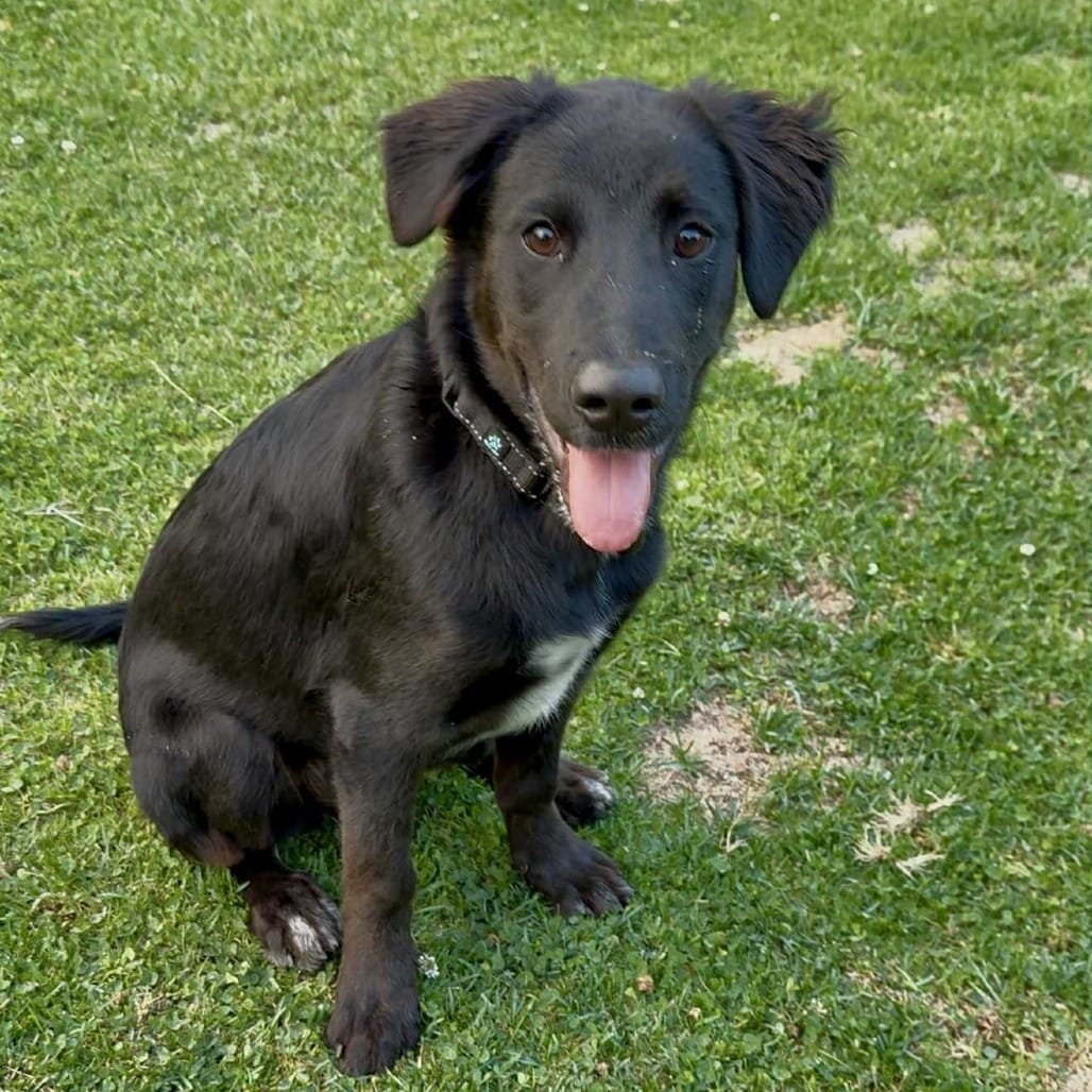 Adopt Nick Today - Pets TheCountyOffice