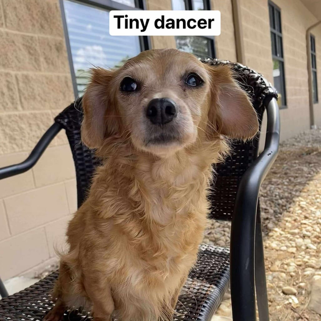 Adopt Tiny Dancer Today - Pets TheCountyOffice