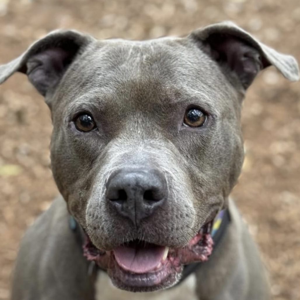 Adopt Cora (I Have a Secret Crush!) Today - Find Paw Pal