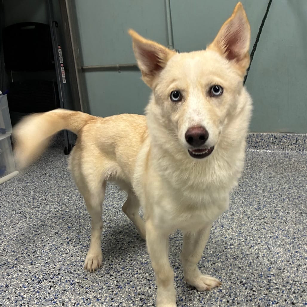 Adopt Luke Today - Find Paw Pal