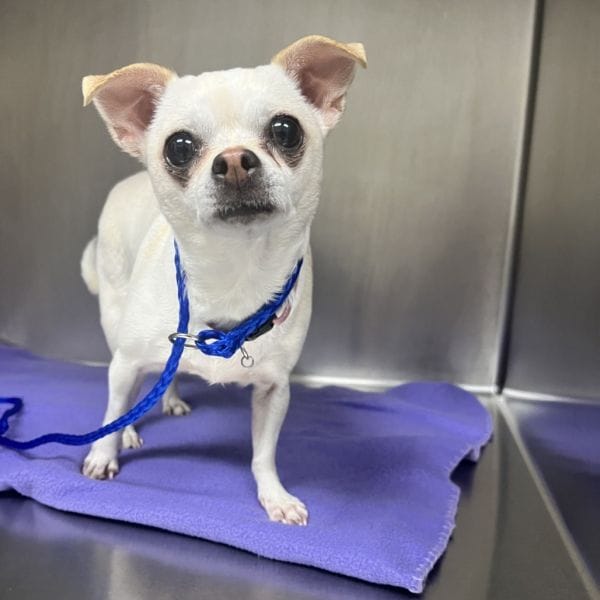 Adopt Nori Today - Pets TheCountyOffice
