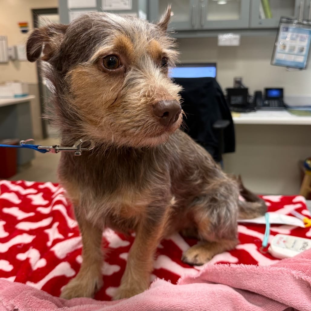 Adopt Herbie Today - Pets TheCountyOffice