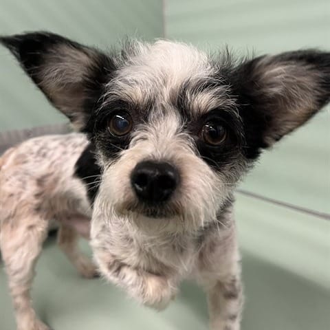 Adopt Jelly Bean Today - Find Paw Pal