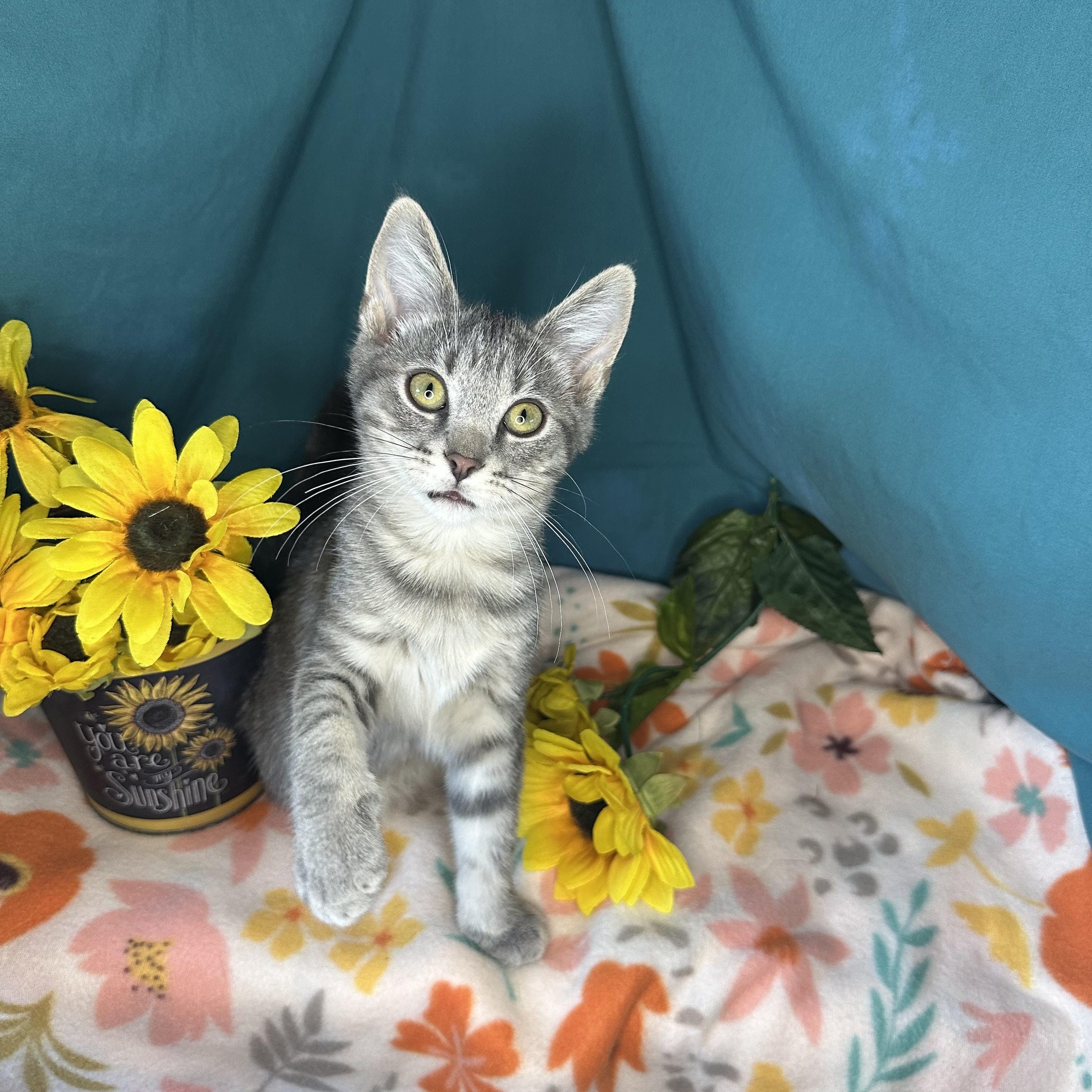 Adopt Jasper Today - Pets TheCountyOffice