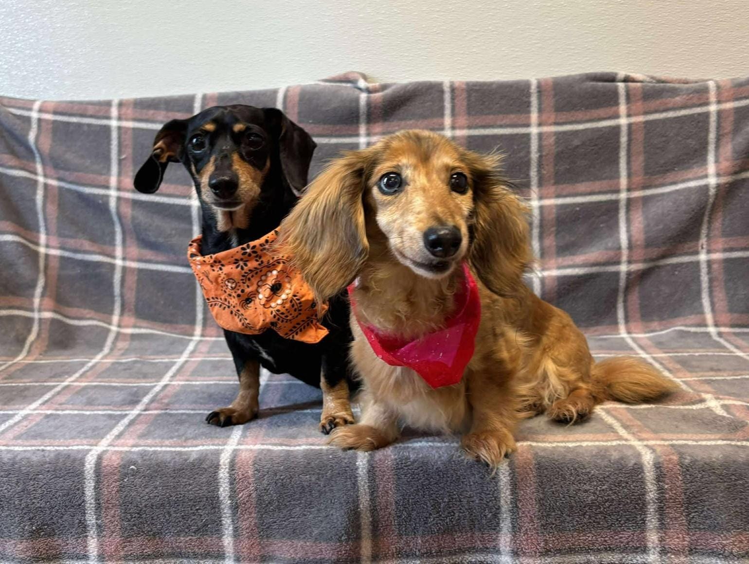 Adopt Soju & Jelly Bean (bonded pair) Today - Pets TheCountyOffice