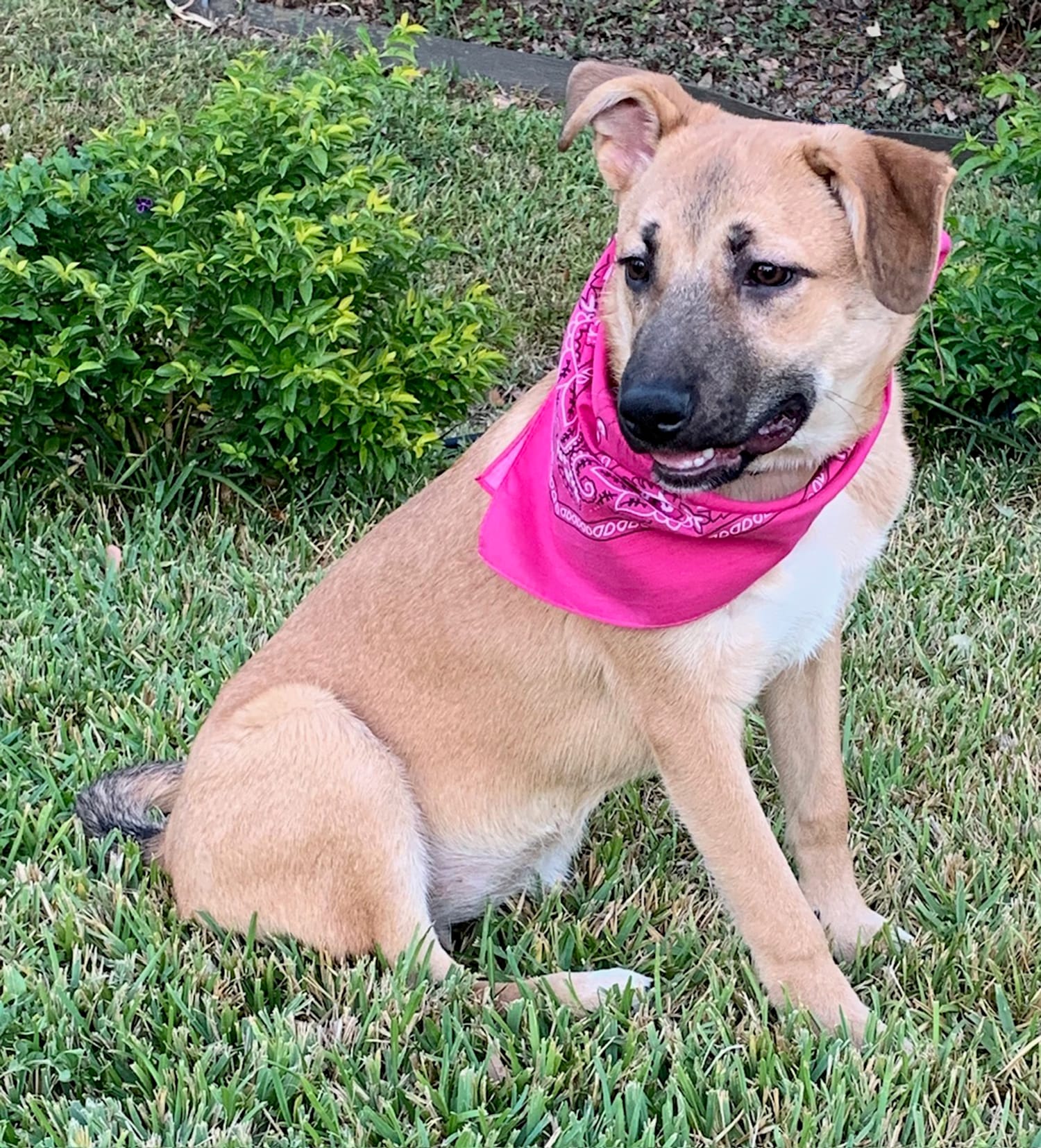 Adopt PRECIOUS - SWEET GIRL! Today - Pets TheCountyOffice