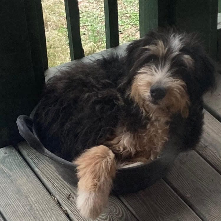 Adopt Percy Today - Pets TheCountyOffice