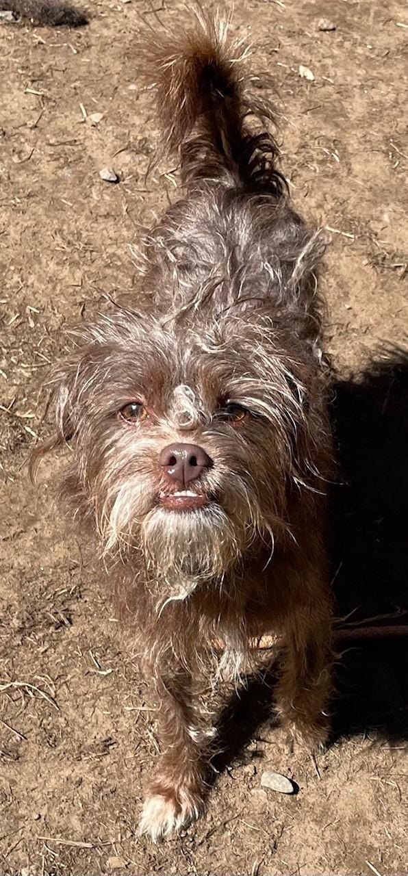 Adopt Chewbacca (Chewy) Today - Pets TheCountyOffice