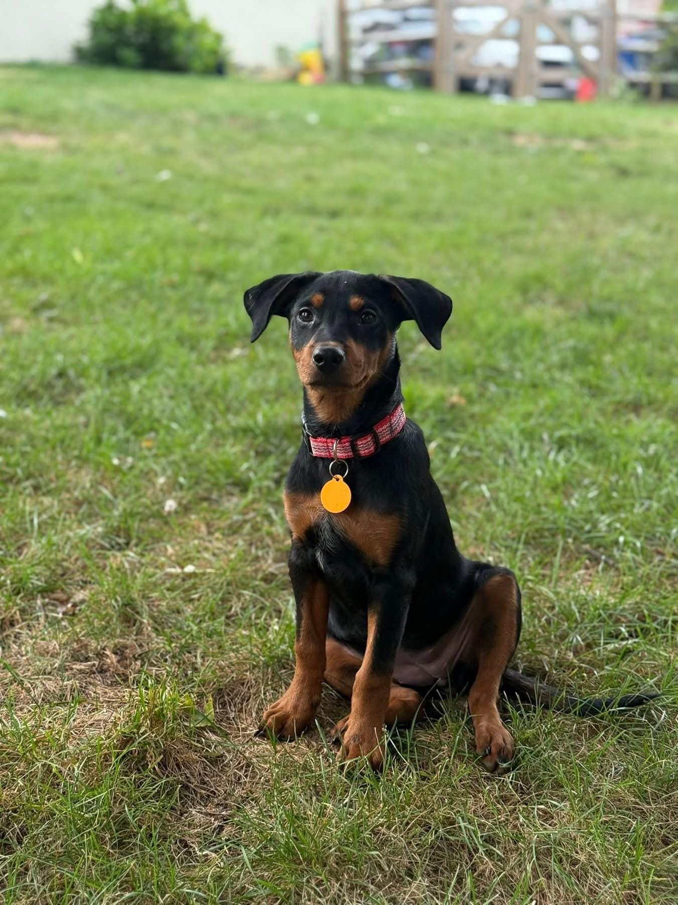 Adopt Lilith/ Lillie Today - Find Paw Pal