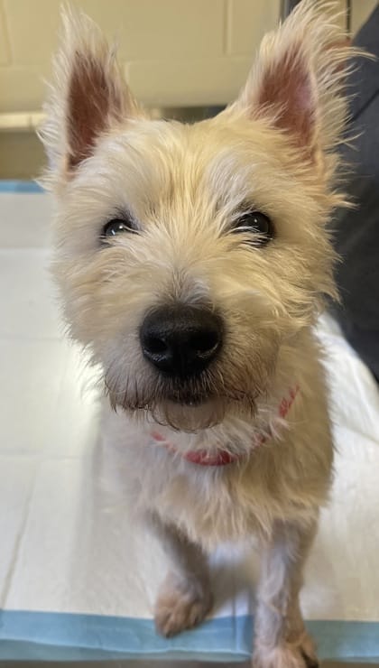 Adopt Max Today - Pets TheCountyOffice