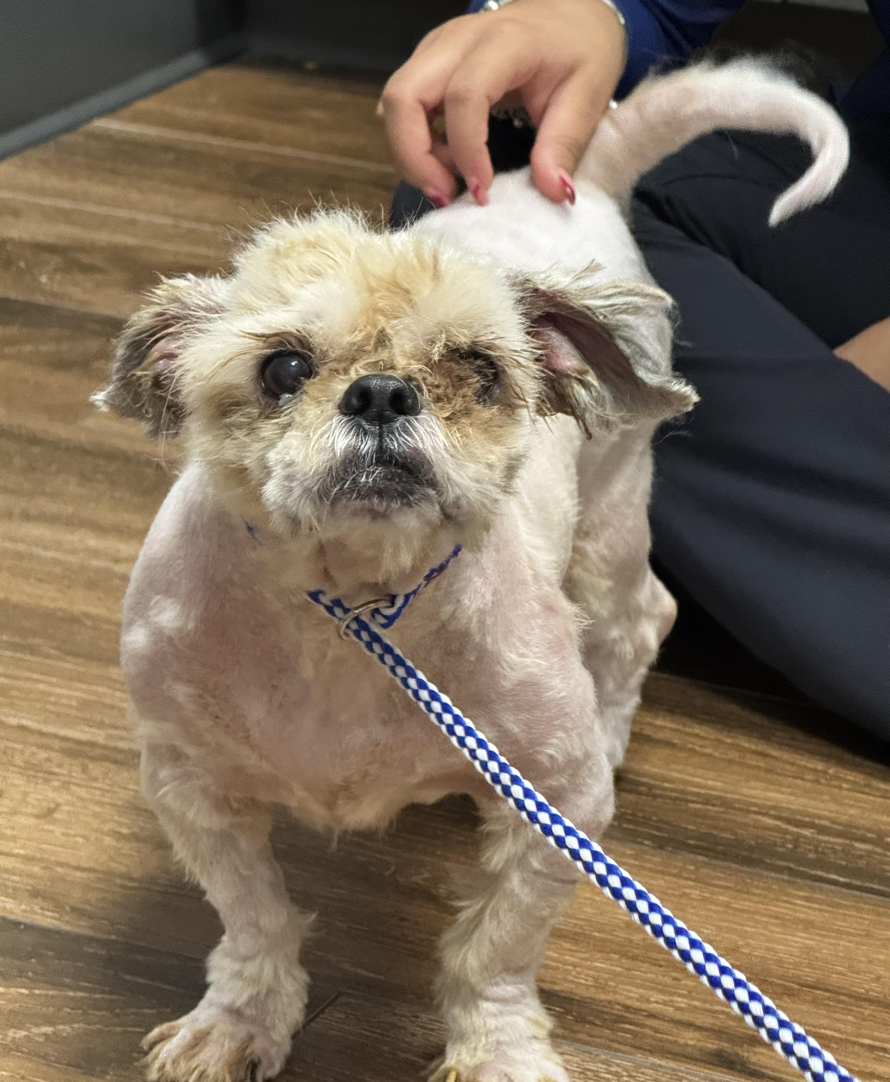 Adopt Urgent! Help little Teddy!!! Today - Pets TheCountyOffice