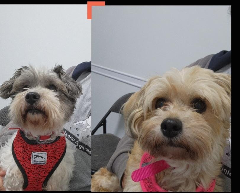 Adopt Mork & Mindy Today - Pets TheCountyOffice