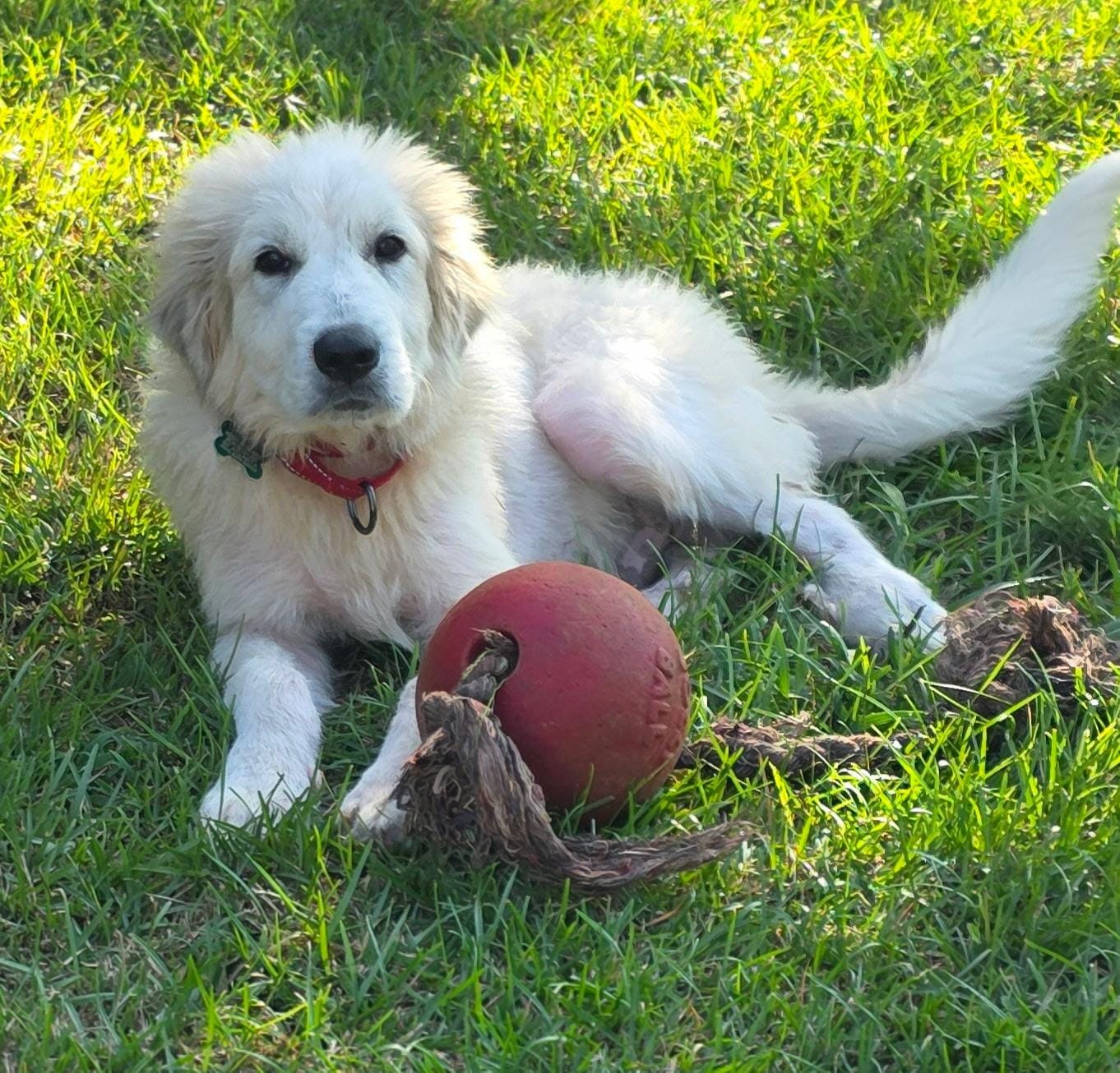 Adopt Bert Lucky Today - Pets TheCountyOffice