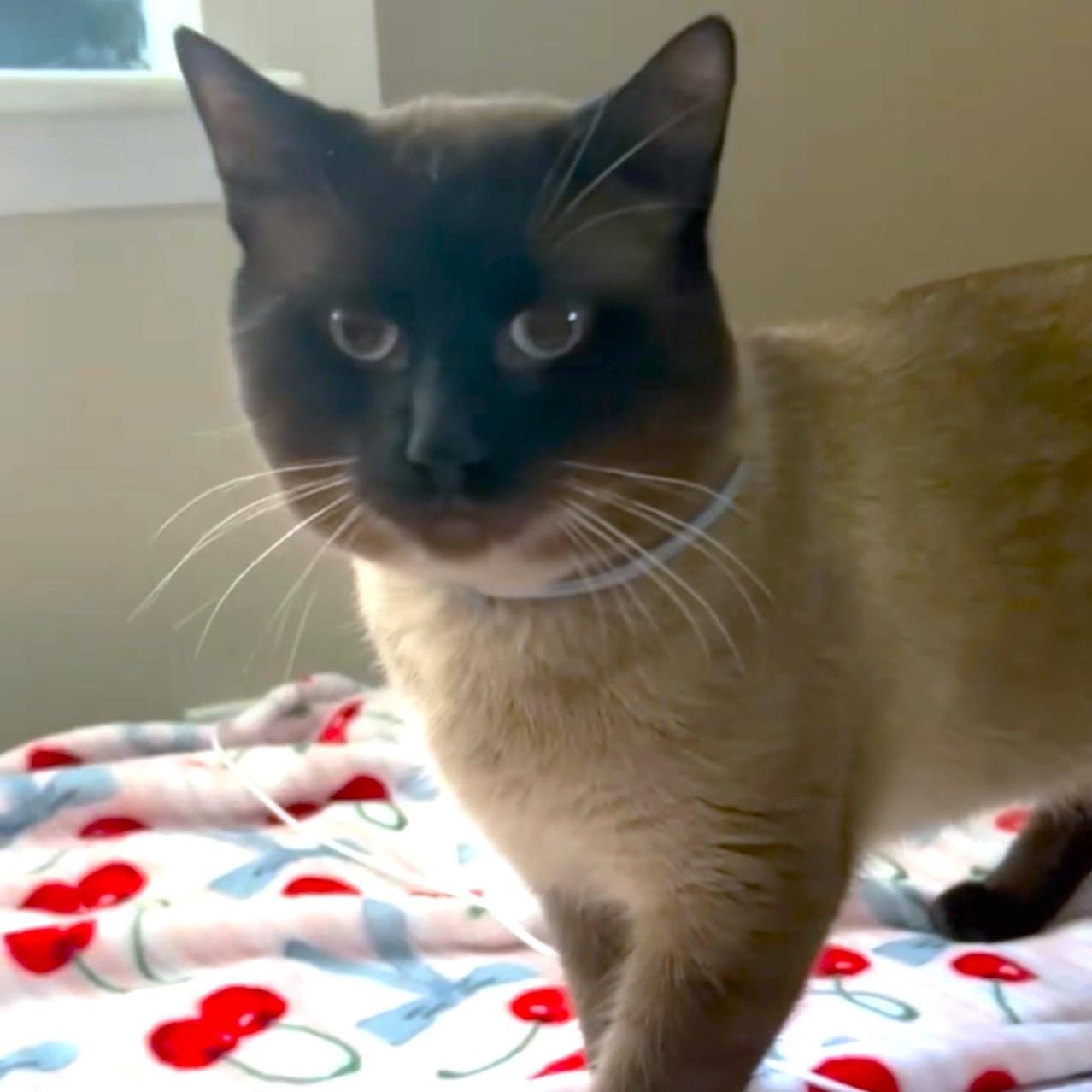 Adopt MAGNIFICENT MILO! Today - Pets TheCountyOffice