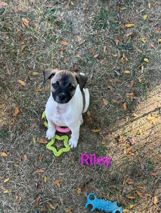 Adopt Riley Today - Pets TheCountyOffice